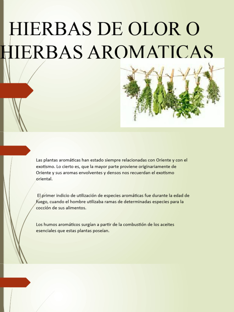 Hierbas de Olor o Hierbas Aromaticas | PDF | Cocinando | Carne