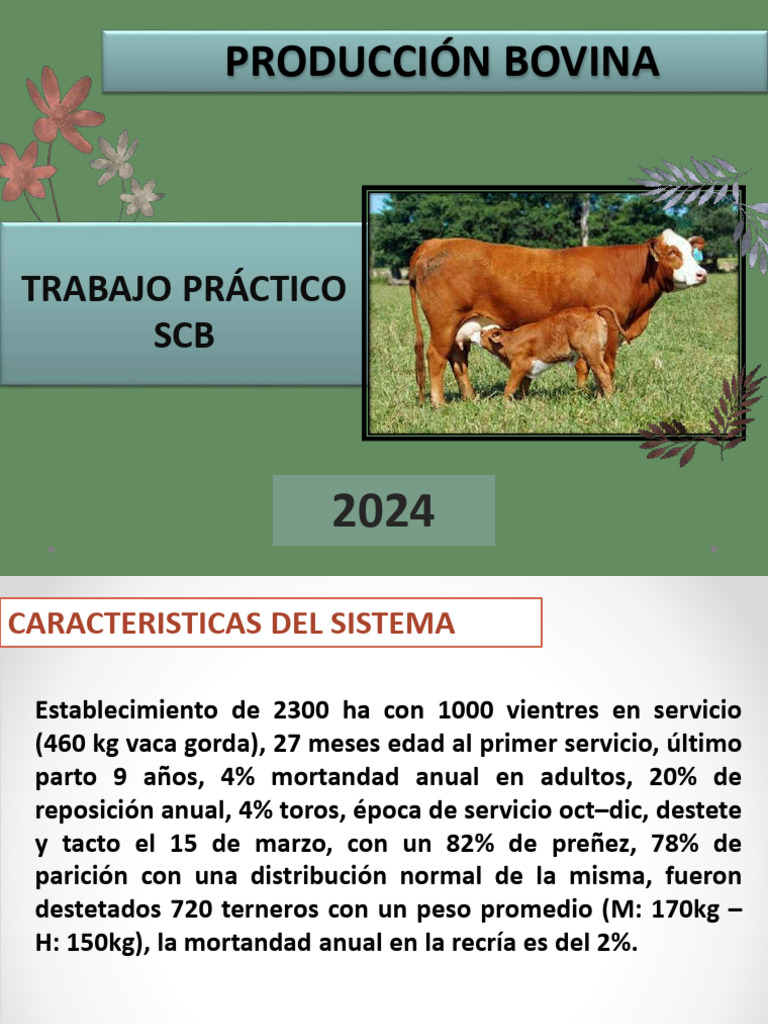 TP SCB 2024 | PDF | Vacas | Infancia