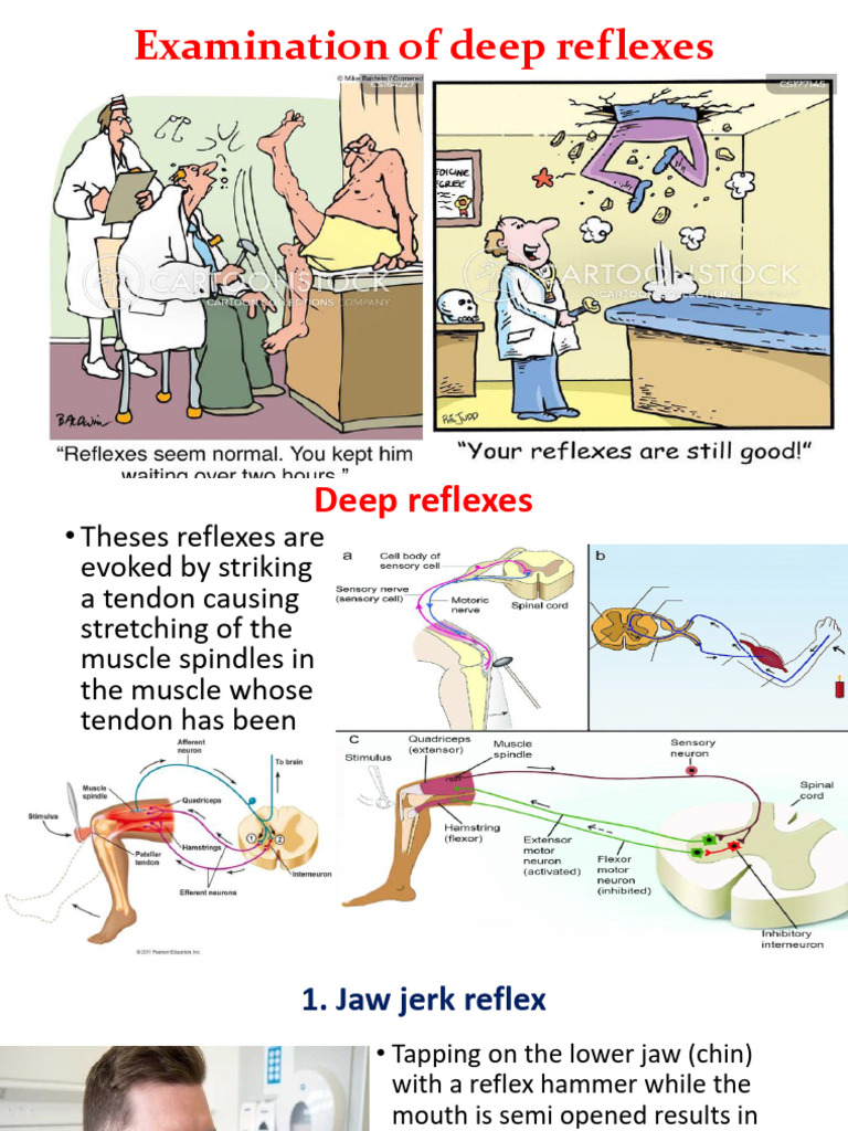 Examination of Deep Reflexes | PDF | Musculoskeletal System | Human Anatomy
