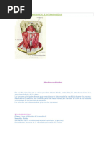 Anatomía del Hueso Hioides y Músculos | PDF | Laringe | Anatomía humana