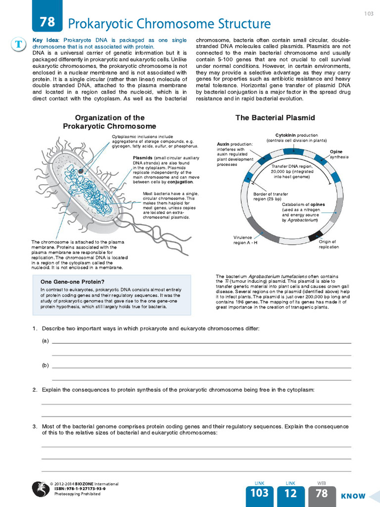 78 Prokaryotic Chromosome Structure | PDF | Prokaryote | Chromosome
