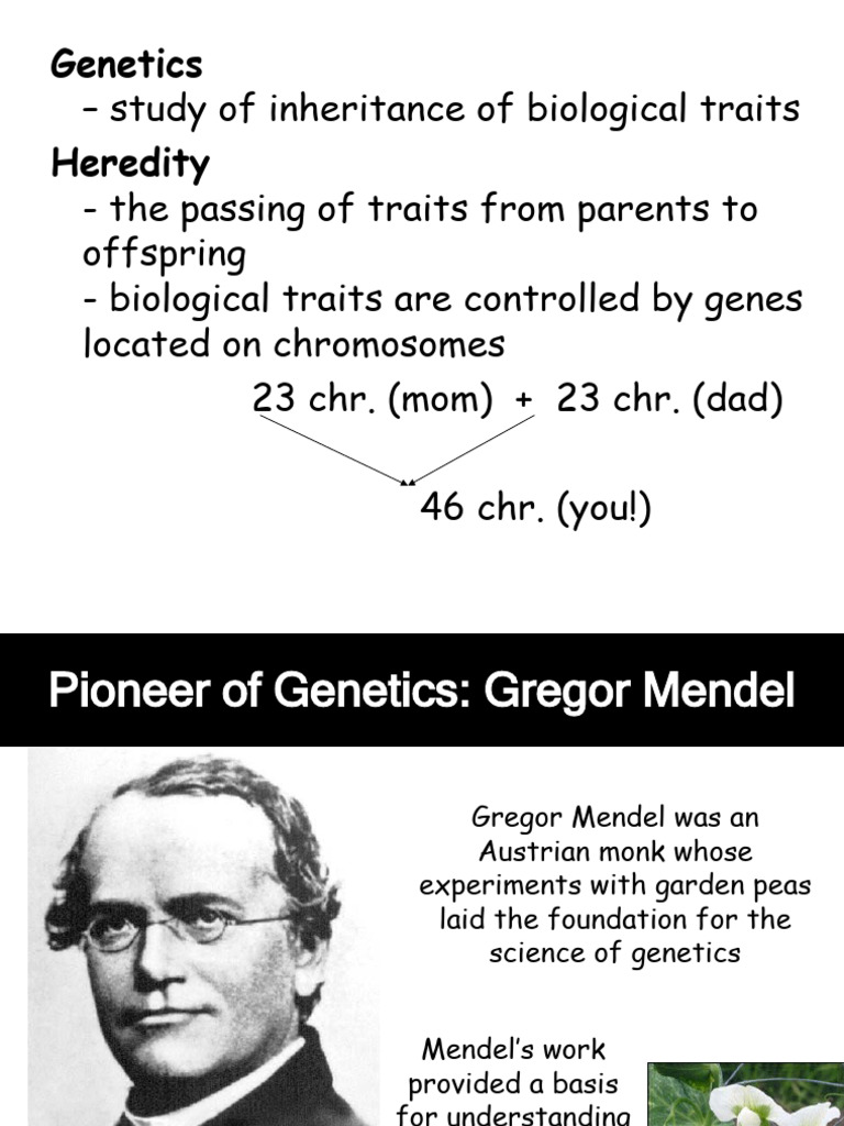 Understanding Mendelian Genetics Basics | PDF | Dominance (Genetics ...