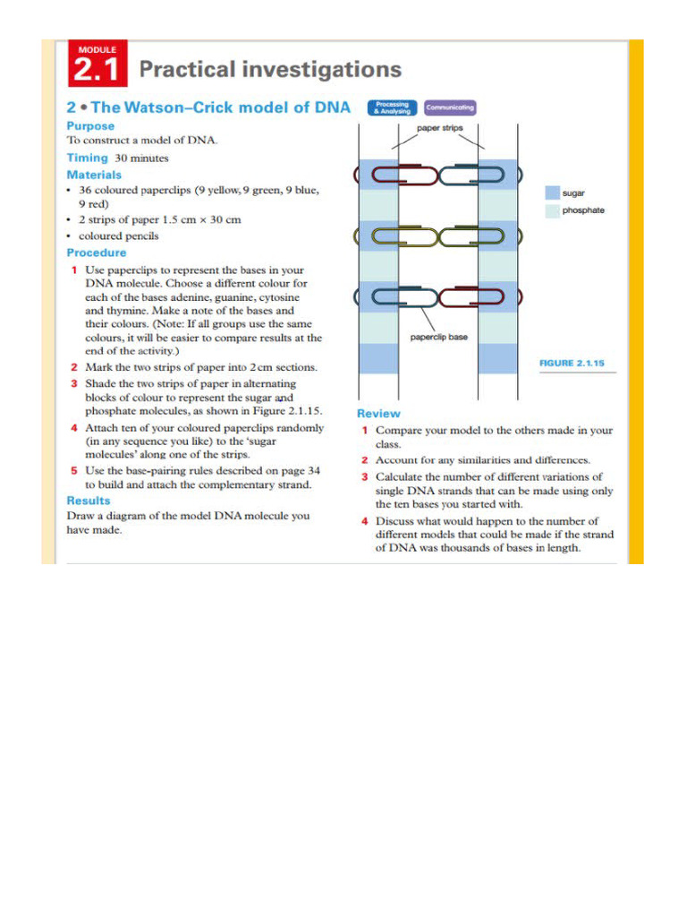 1a. DNA Paperclip Model Prac | PDF