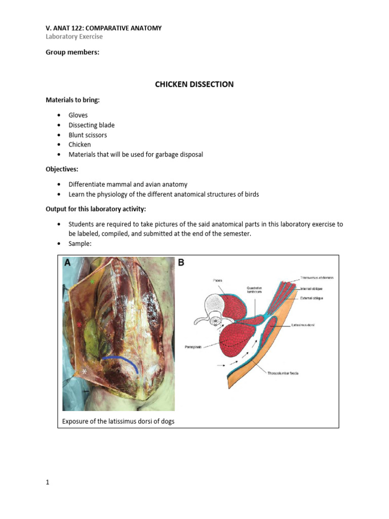 Chicken-dissection | PDF | Anatomy | Zoology