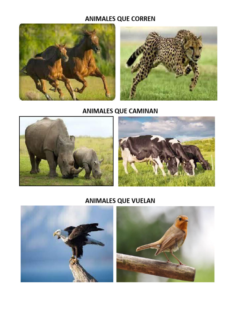 Animales Que Corren | PDF