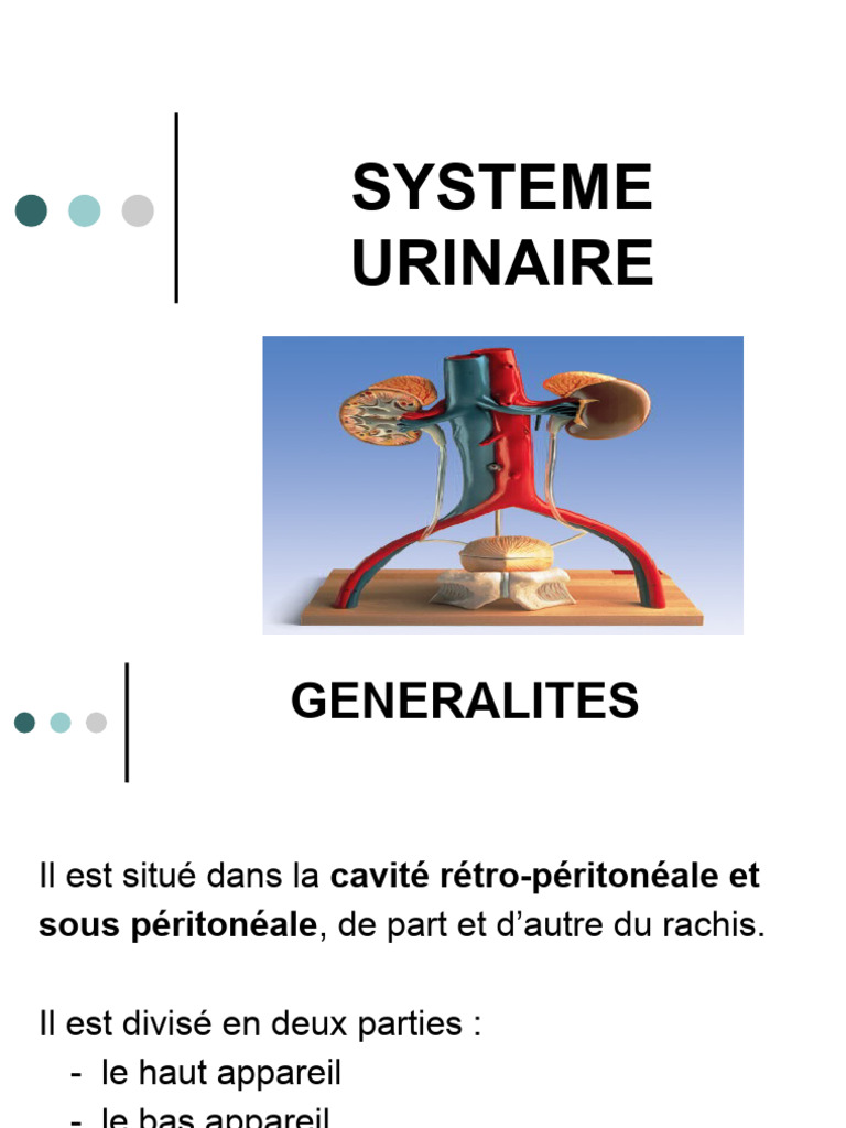 Chlore et fonction rénale | PDF | Rein | Appareil urinaire
