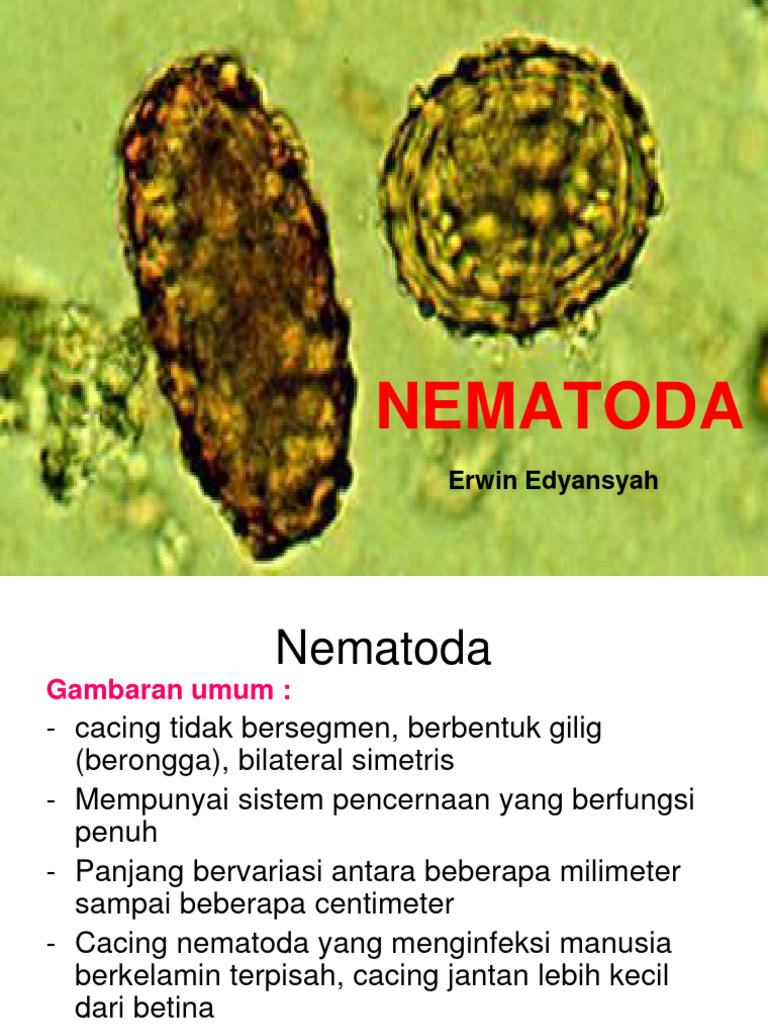 II Nematoda Usus (Ascaris-Trichuris) | PDF