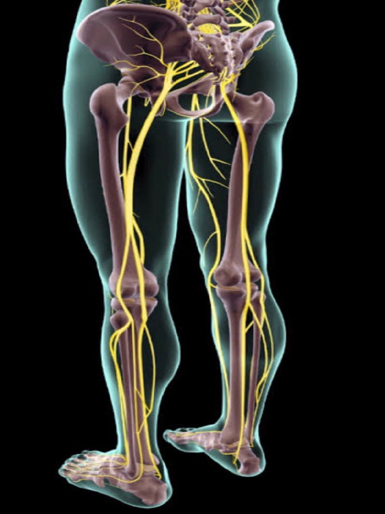 Sciatic Nerve | PDF