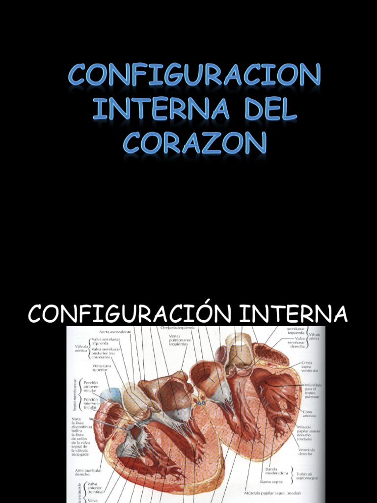 6 Configuración Interna Del Corazón | PDF | Corazón | Ventrículo (corazón)