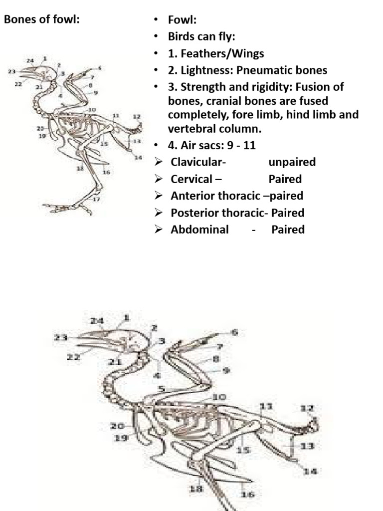 New Ppt-25 Bones of Fowl | PDF | Skull | Musculoskeletal System