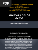 Anatomía del Gato: Estructura y Funciones | PDF | Gatos | Esqueleto