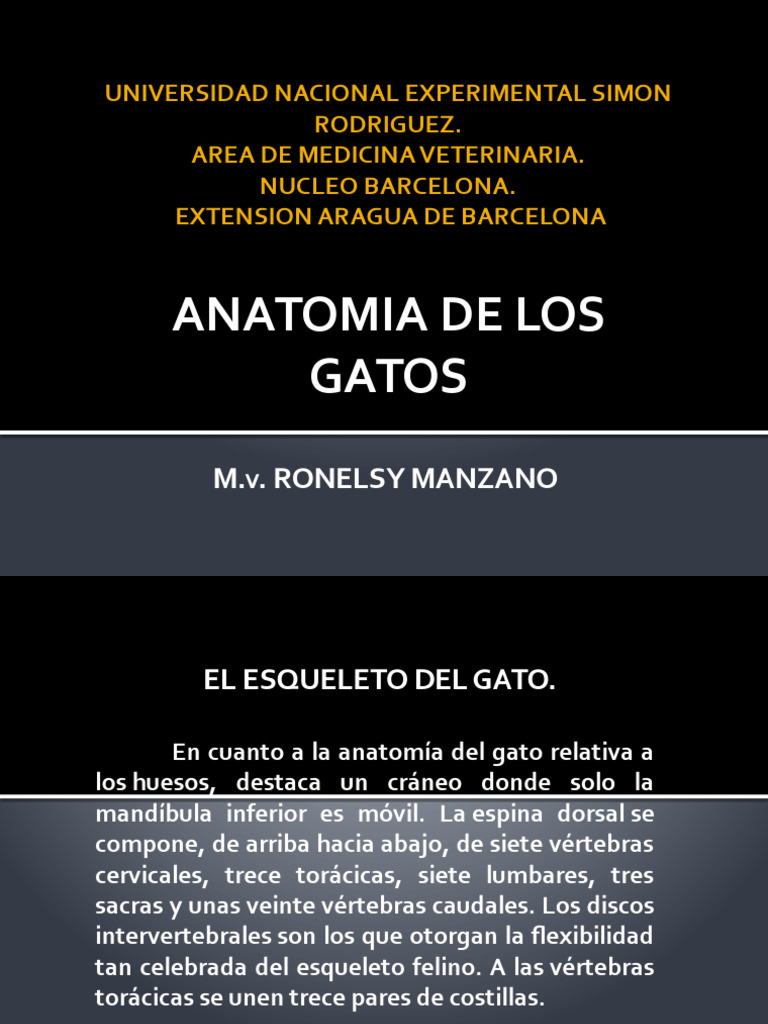 Anatomía y músculos del gato | PDF | Músculo | Esqueleto