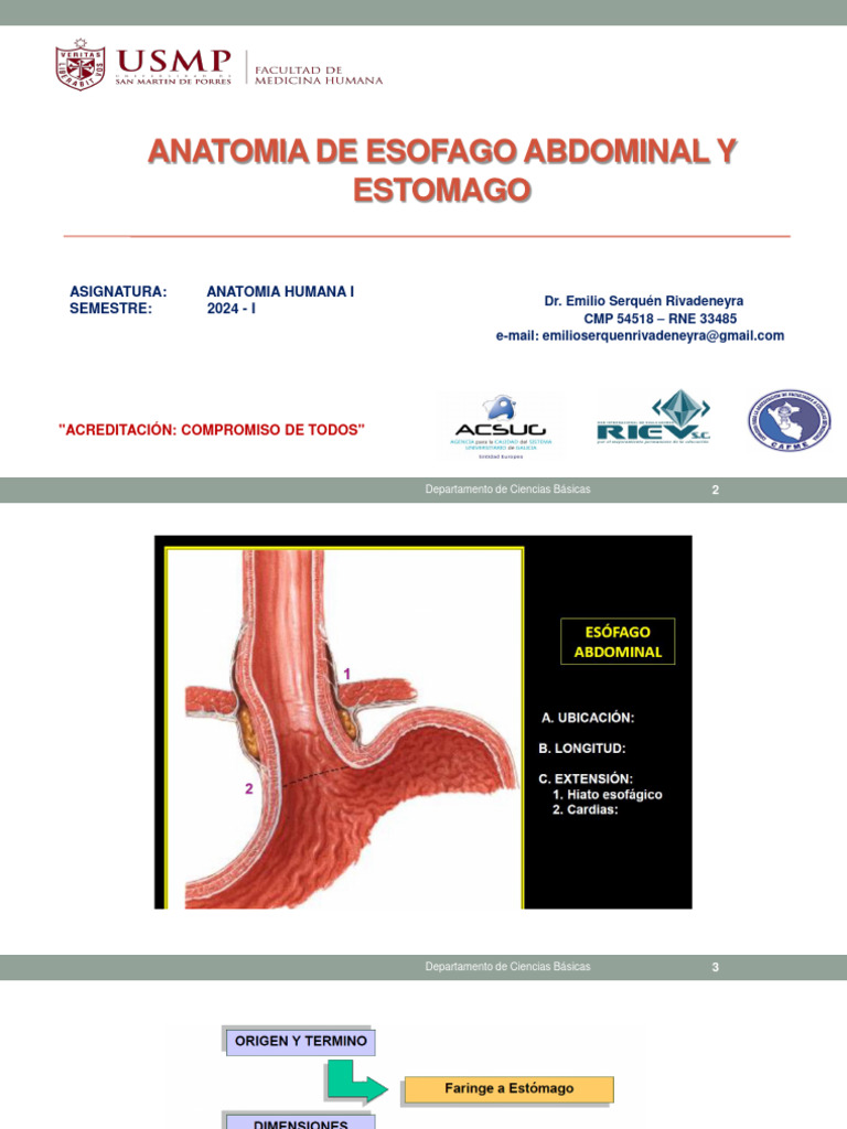 Usmp Anatomia de Esofago Abdominal y Estomago 2024 | PDF