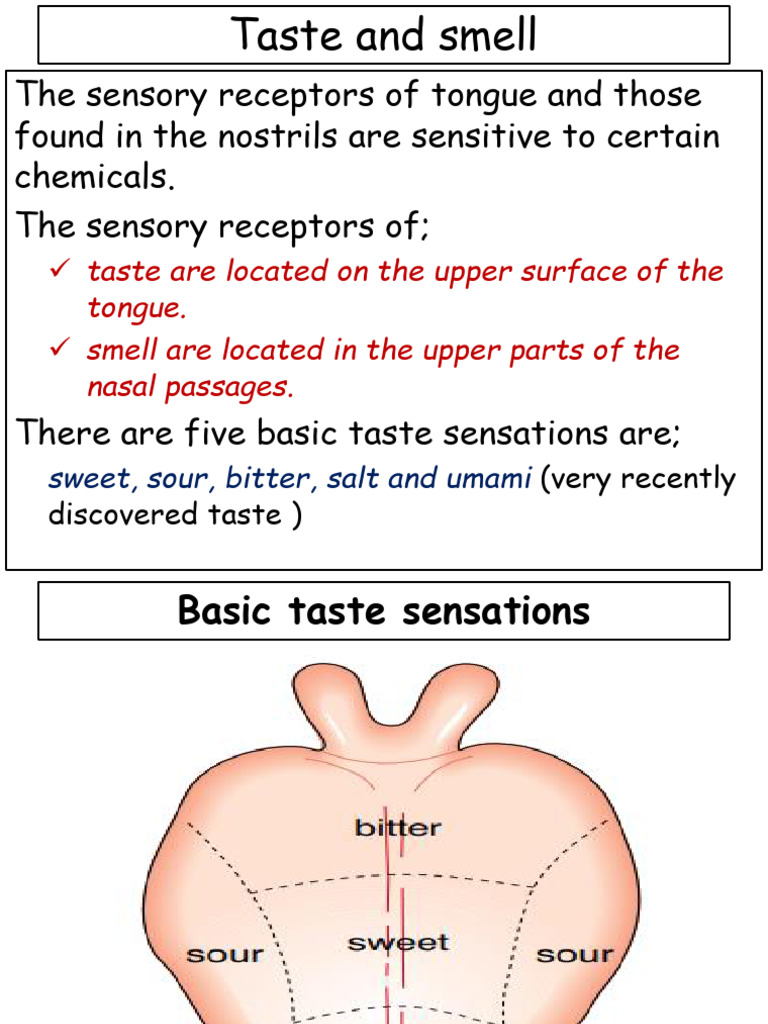 Taste and Smell | PDF | Science & Mathematics | Wellness