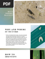 Gundhi Bug Zoo | PDF | Rice | Insects