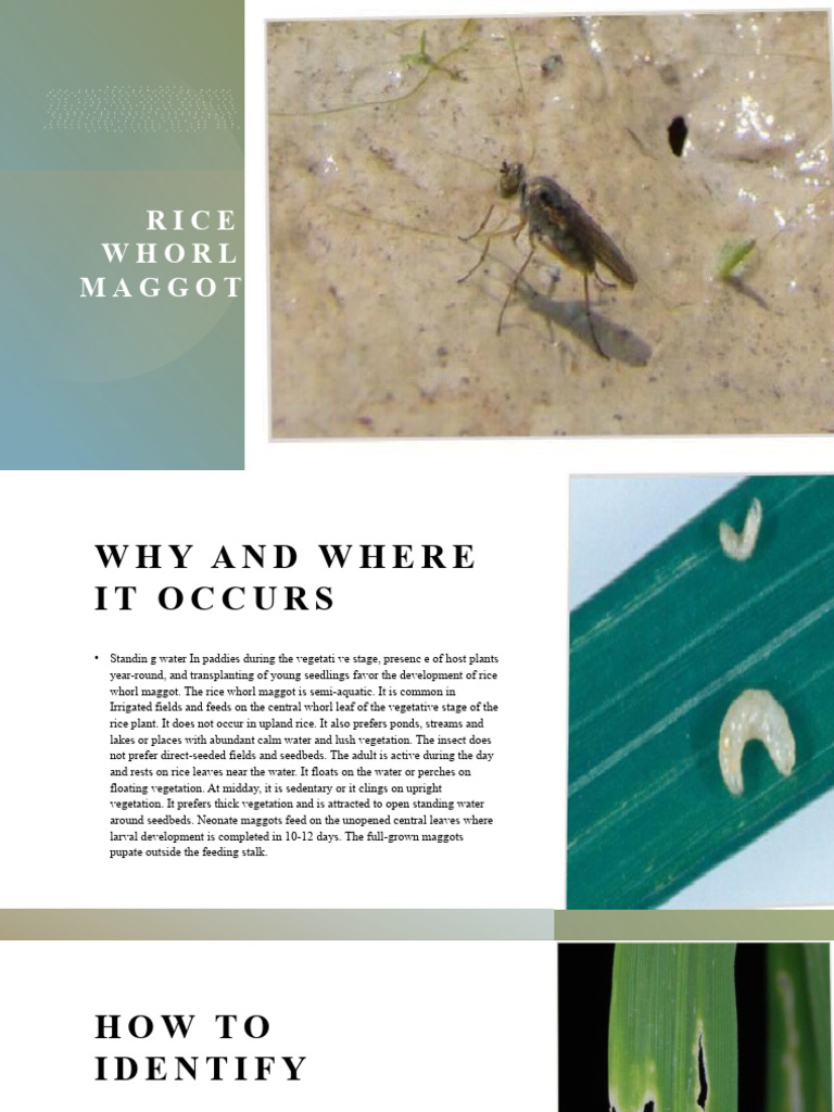 Rona Aplacador | PDF | Rice | Insects