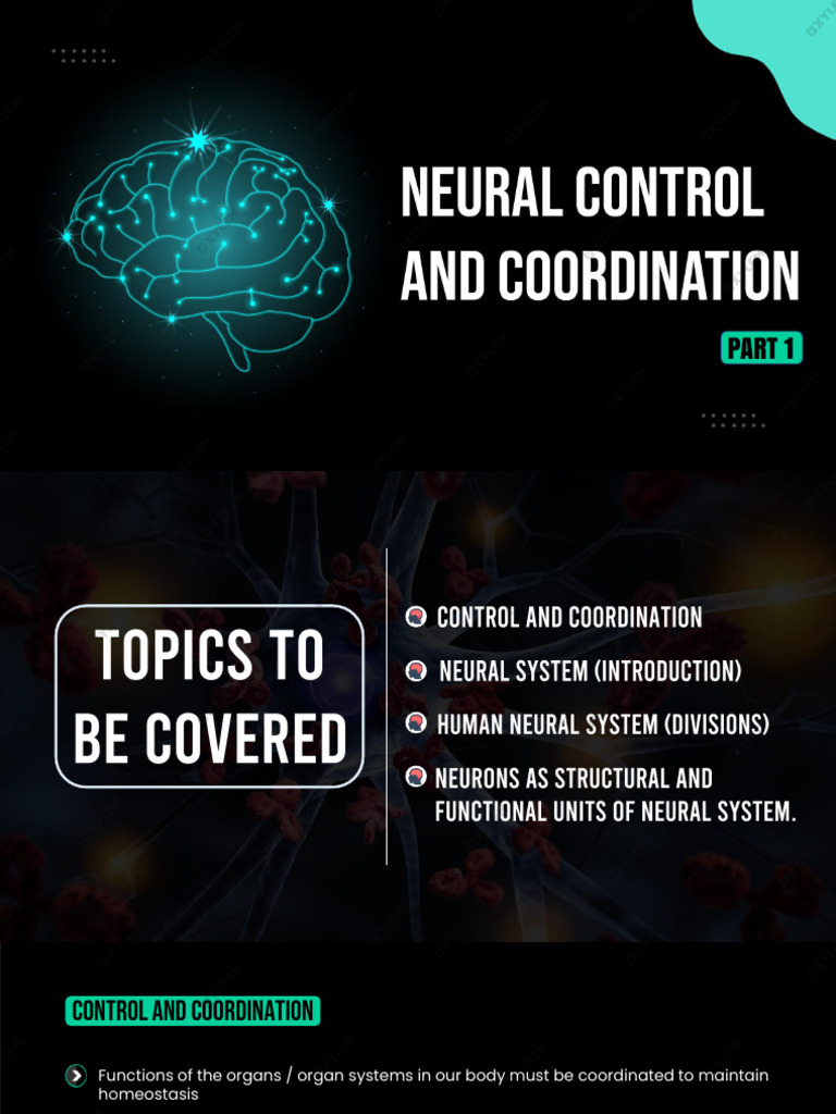 Neural Control & Coordination Part 1 Offline | PDF | Nervous System | Neuron