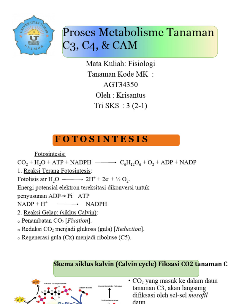 Metabolisme Tanaman C3, C4, dan CAM | PDF | Kesehatan Holistik | Sains ...