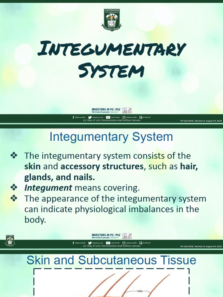 Integumentary-System ppt | PDF | Integumentary System | Skin