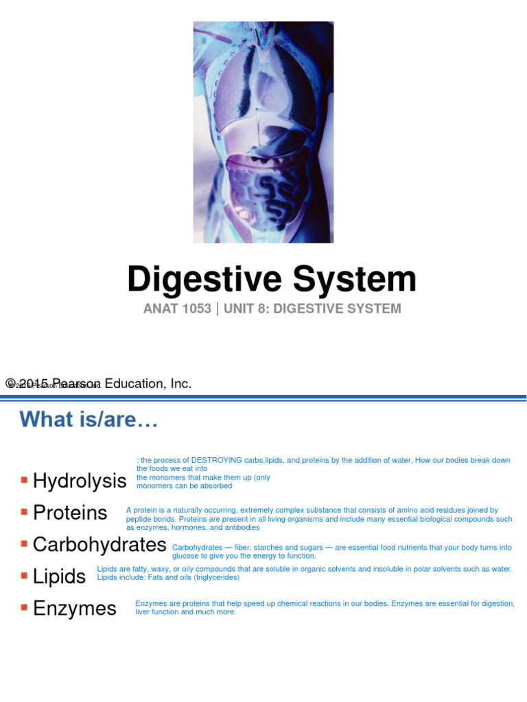 Digestive System Overview and Functions | PDF | Stomach | Cellular ...