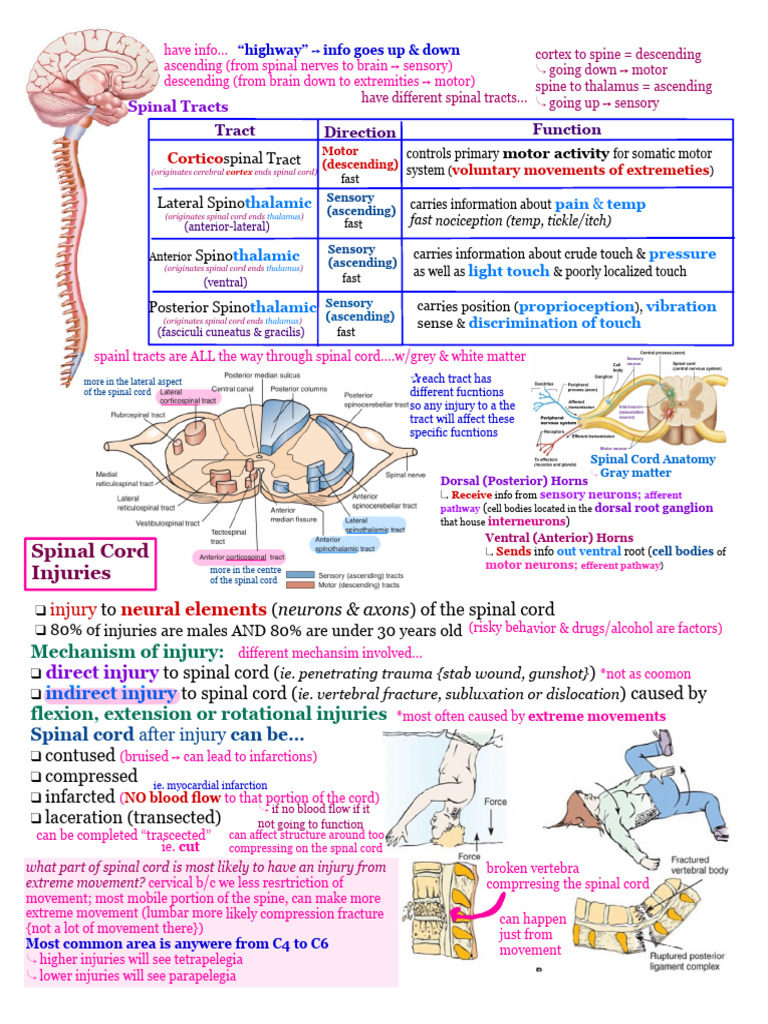 Patho Spinal & Head Injuries | PDF | Spinal Cord | Neuroscience