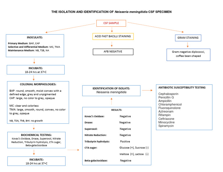 THE ISOLATION AND IDENTIFICATION OF Neisseria Meningitidis CSF SPECIMEN ... THE ISOLATION AND IDENTIFICATION OF Neisseria Meningitidis CSF SPECIMEN ...