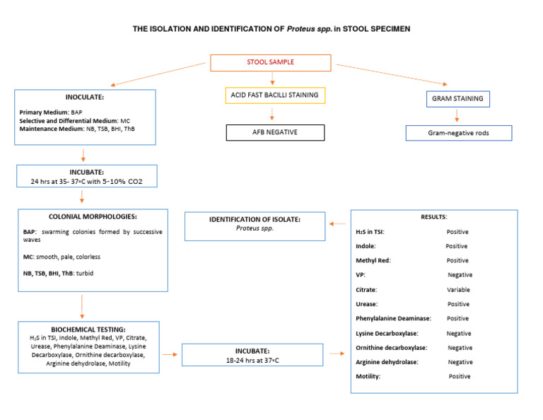 THE ISOLATION AND IDENTIFICATION OF Proteus Spp. in STOOL | PDF