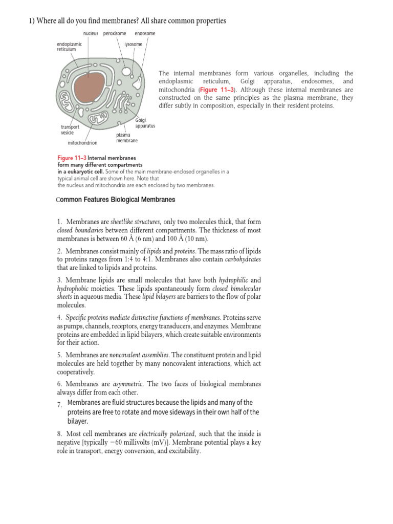 4 Concept Membrane Structure | PDF | Cell Membrane | Lipid Bilayer