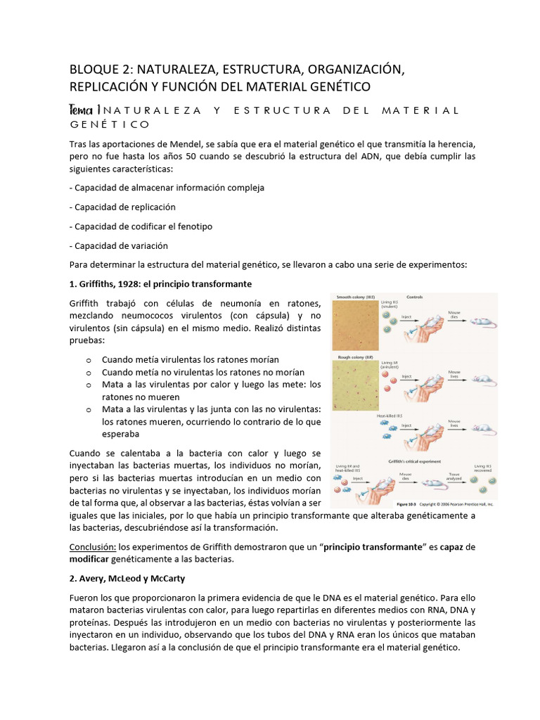Bloque 2 - Tema 1 Genética | PDF | Adn | Nucleótidos