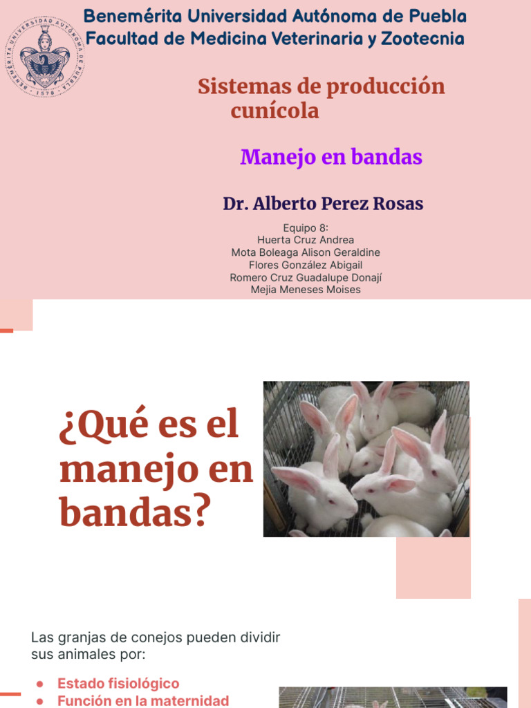 Manejo en Bandas en Producción Cunícola | PDF | Zoología
