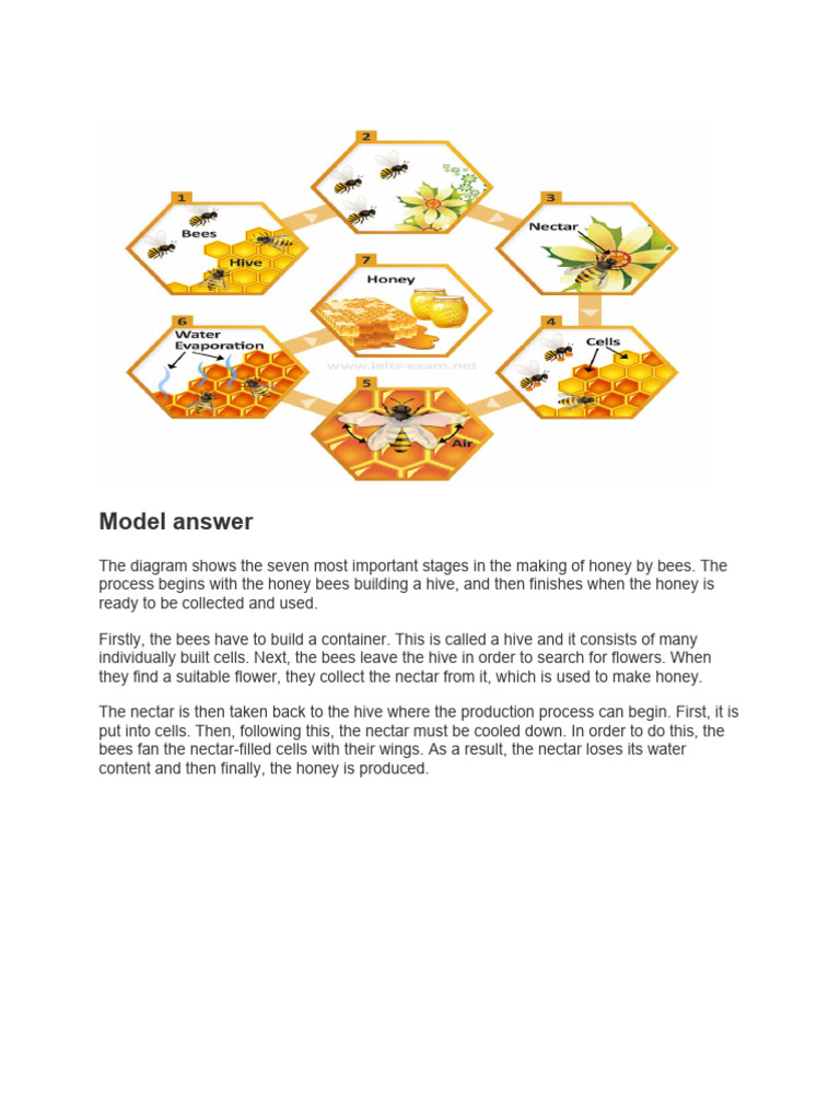Model Answer | PDF | Honey | Honey Bee