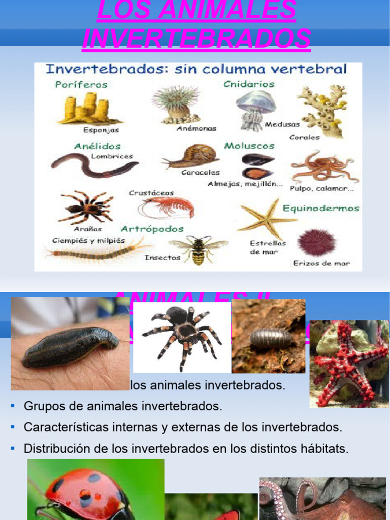 Clasificación de Animales Invertebrados | PDF | Moluscos | Insectos