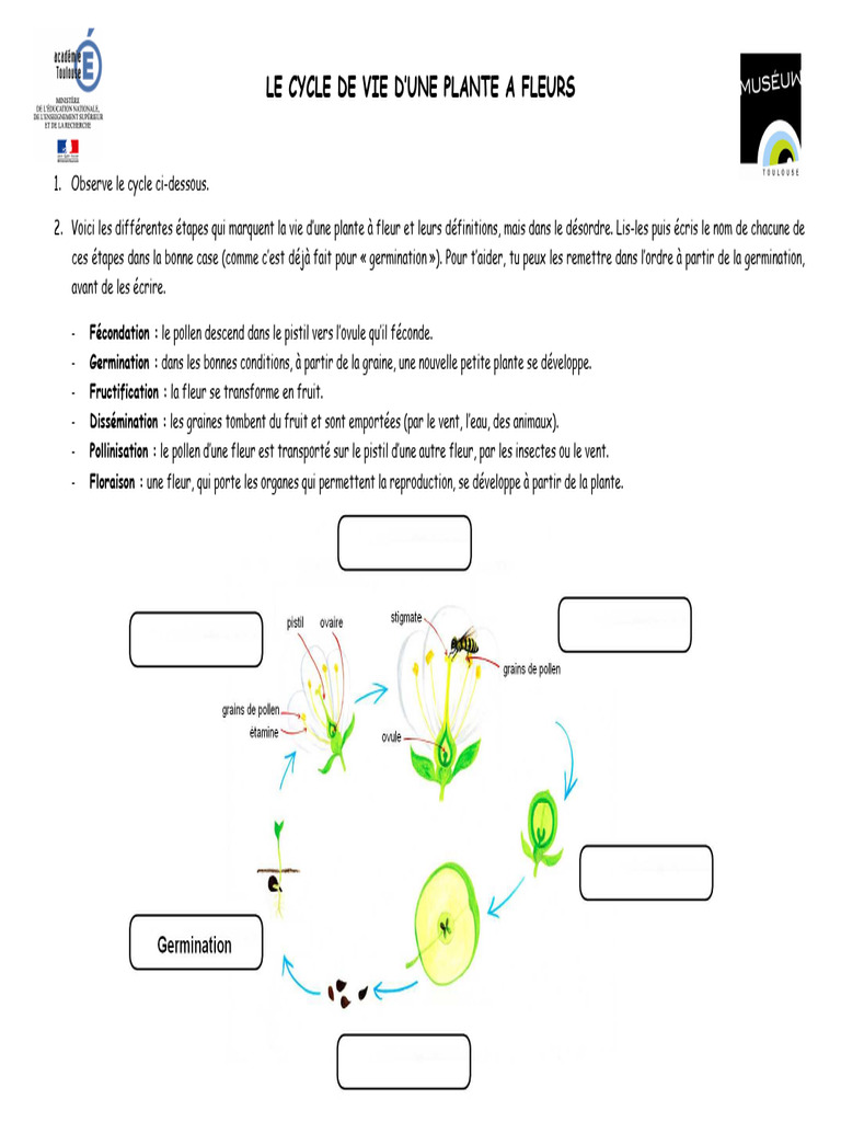Fiche Cycle de La Vie Dune Plante | PDF | Maison et jardin