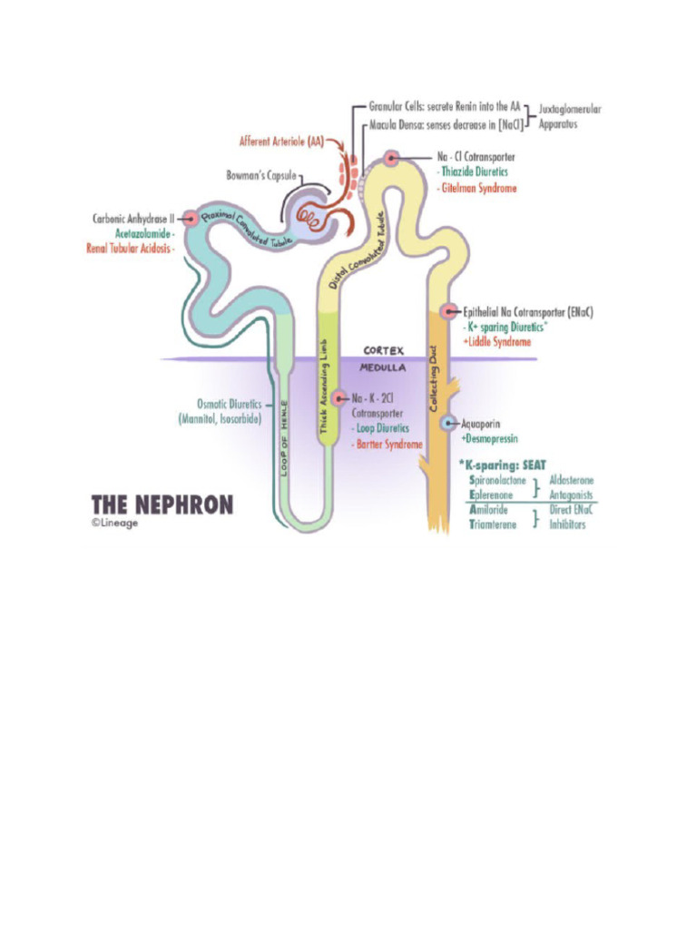 Nephron | PDF