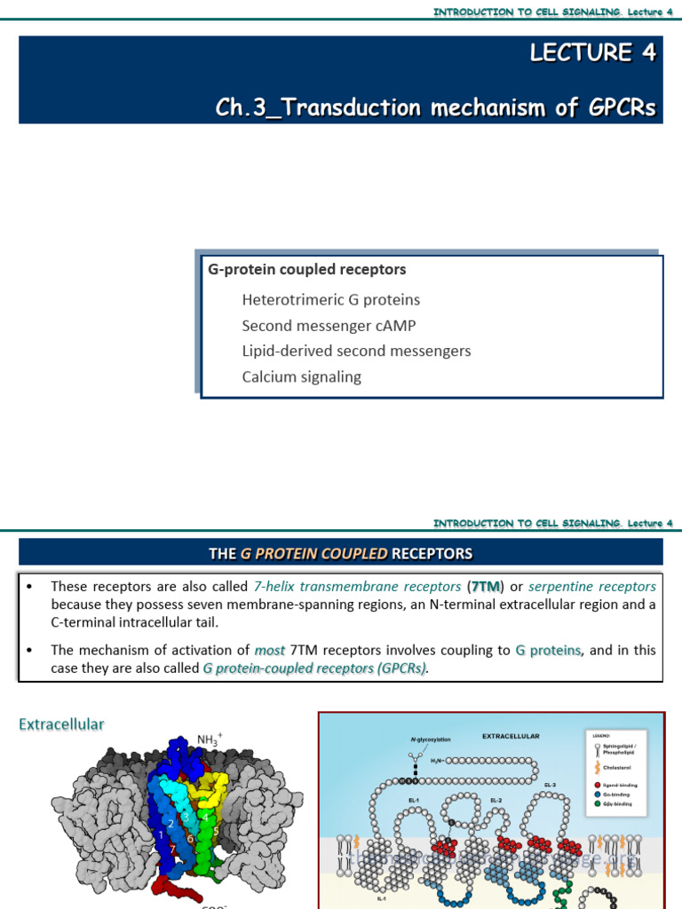 BBM CellSignaling Lect 04-Ch03 | PDF | Cell Signaling | Signal Transduction