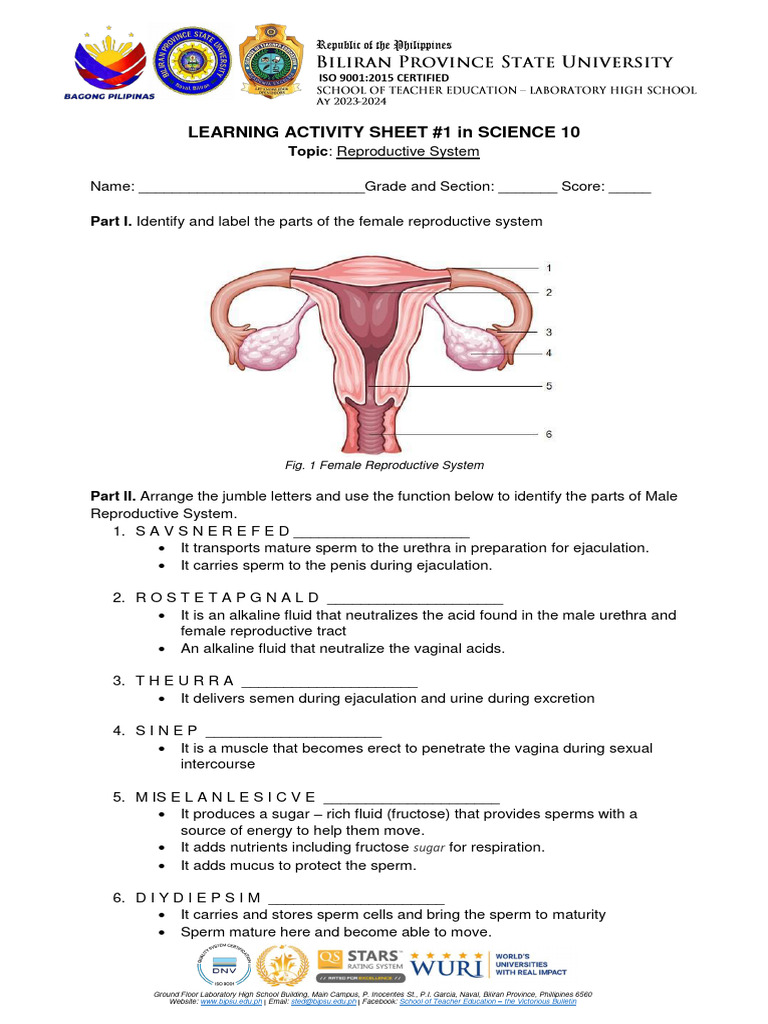 Activity No. 1 Reproductive System-1 | PDF | Semen | Testicle