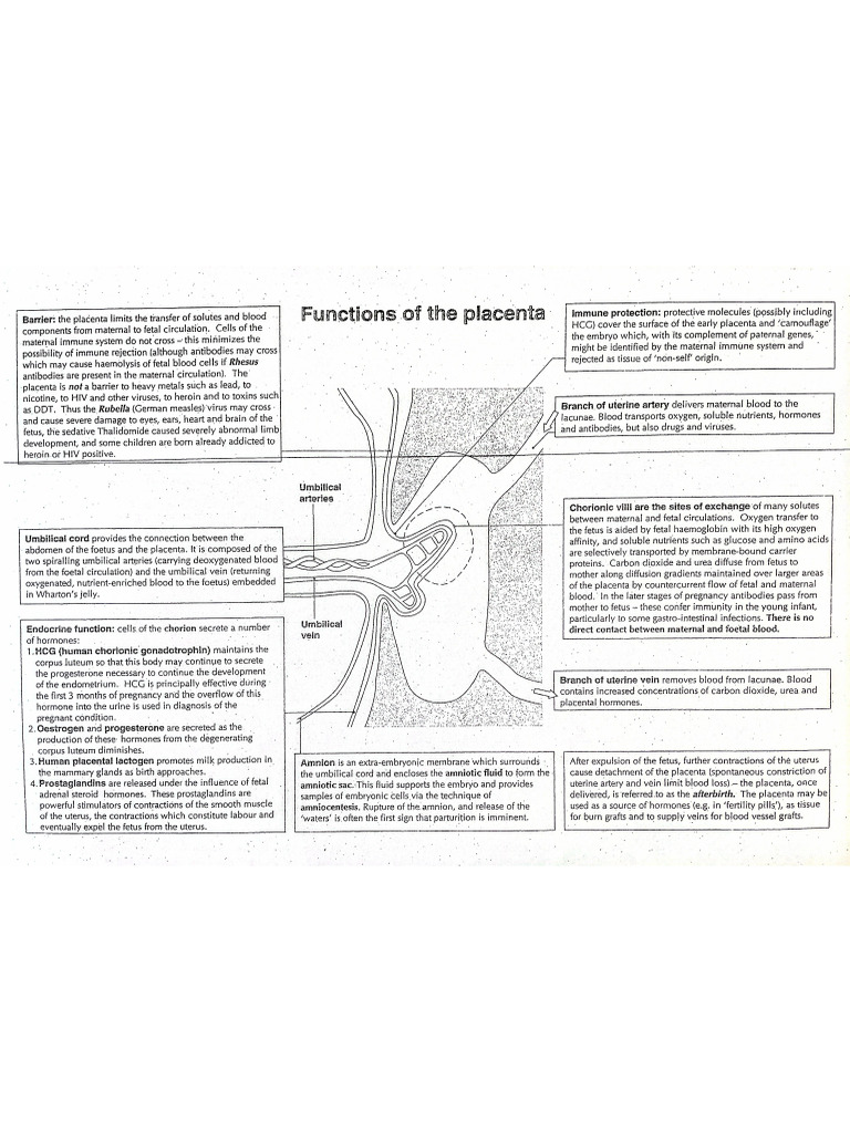 Functions of The Placenta | PDF