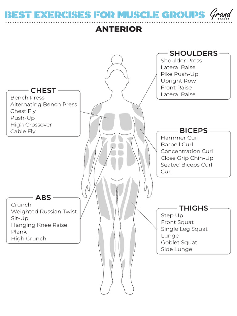 Best Exercises For Muscle Groups Anterior A4 | PDF