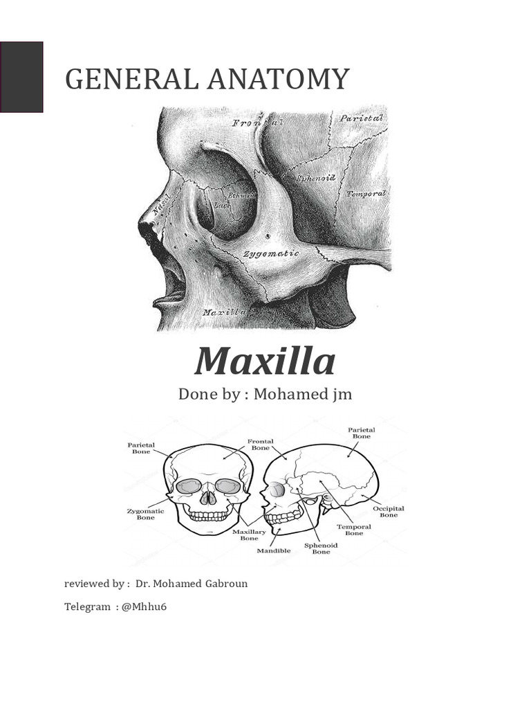 1st Lec | Download Free PDF | Skull | Musculoskeletal System