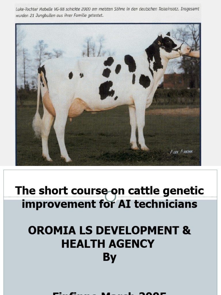 Dairy Cattle Husbandary | PDF | Inbreeding | Genotype