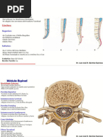 Conducto Ependimario | PDF | Sistema nervioso central | Anatomía humana