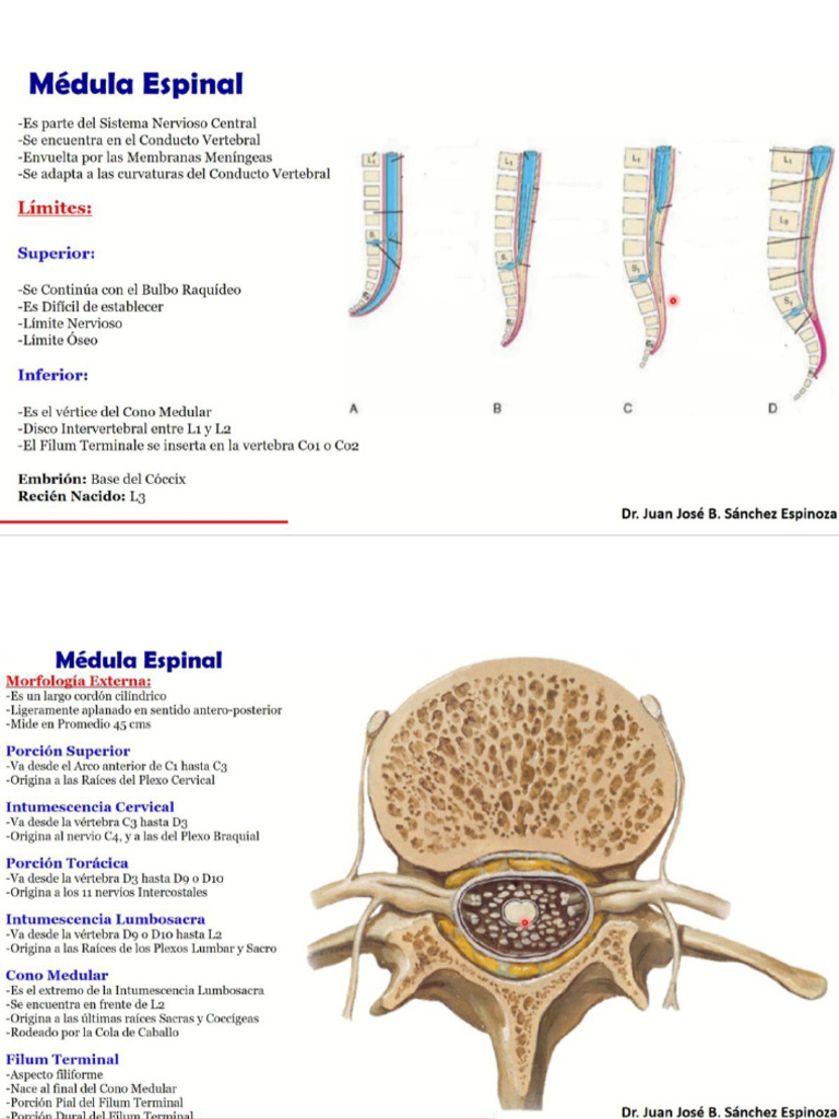 Neurociencias I, Médula Espinal (Configuración Interna y Externa) | PDF