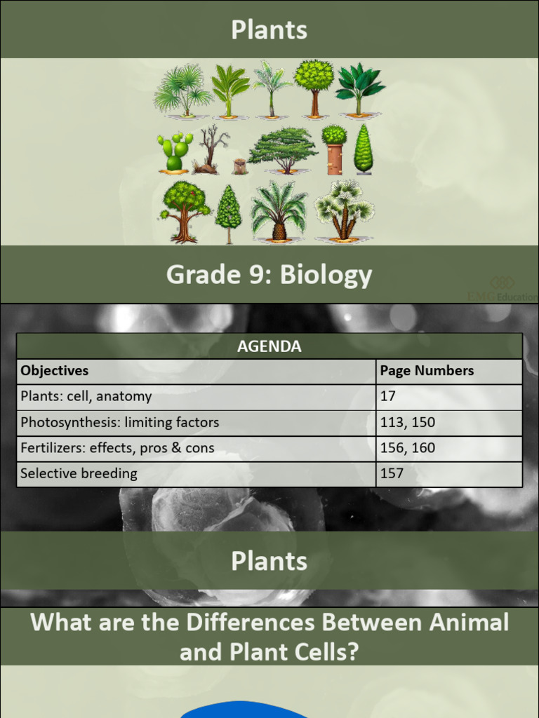 Plants | Download Free PDF | Leaf | Photosynthesis