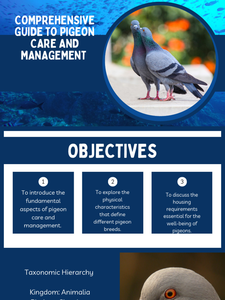 Pigeons | PDF | Columbidae | Ornithology