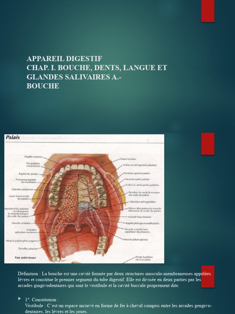 Anatomie de la bouche et des dents | PDF | Langue | Bouche