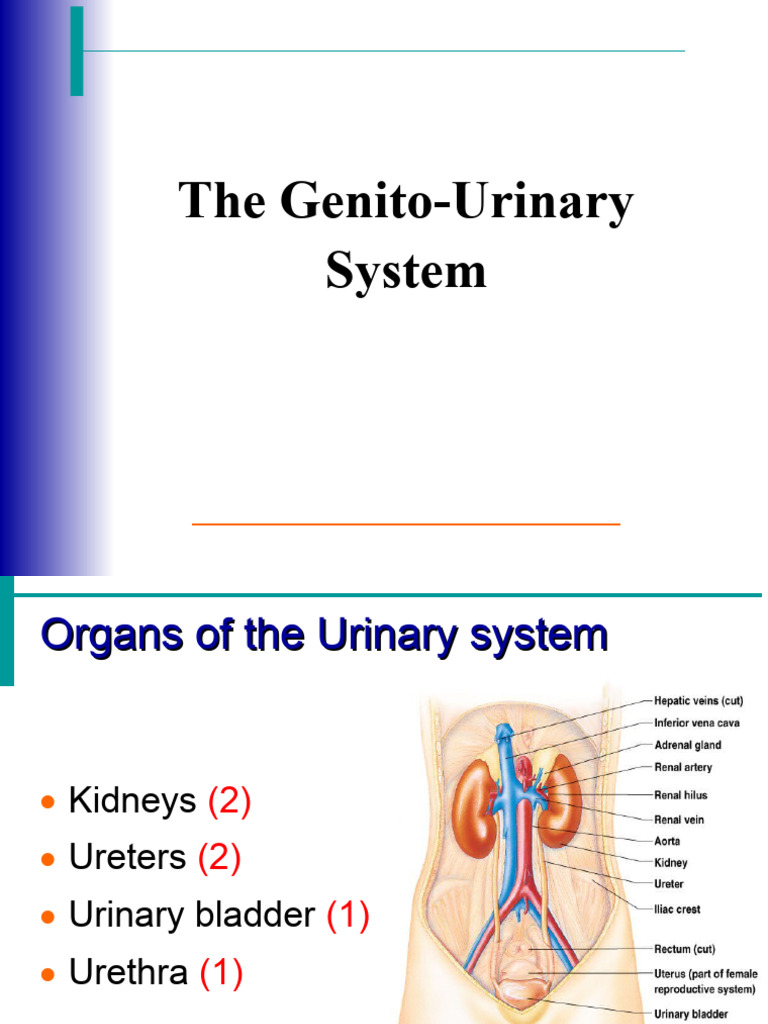 Genito Urinary System | PDF | Angiotensin | Kidney