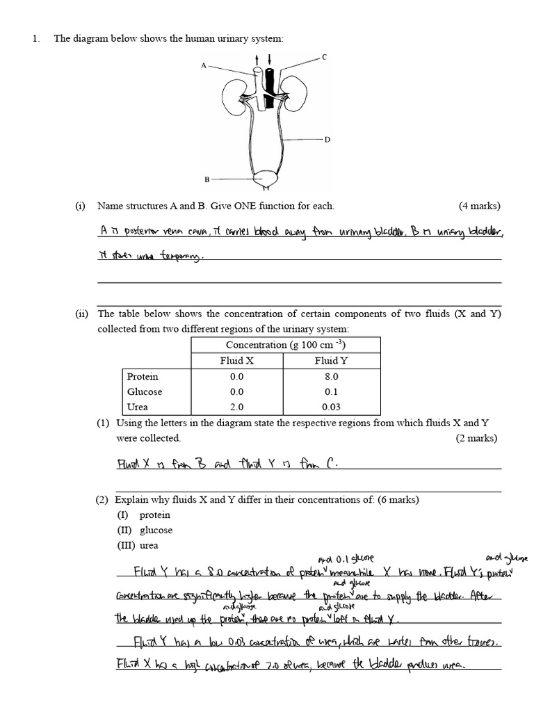 E1 Ch1 Ex | PDF | Kidney | Urinary System