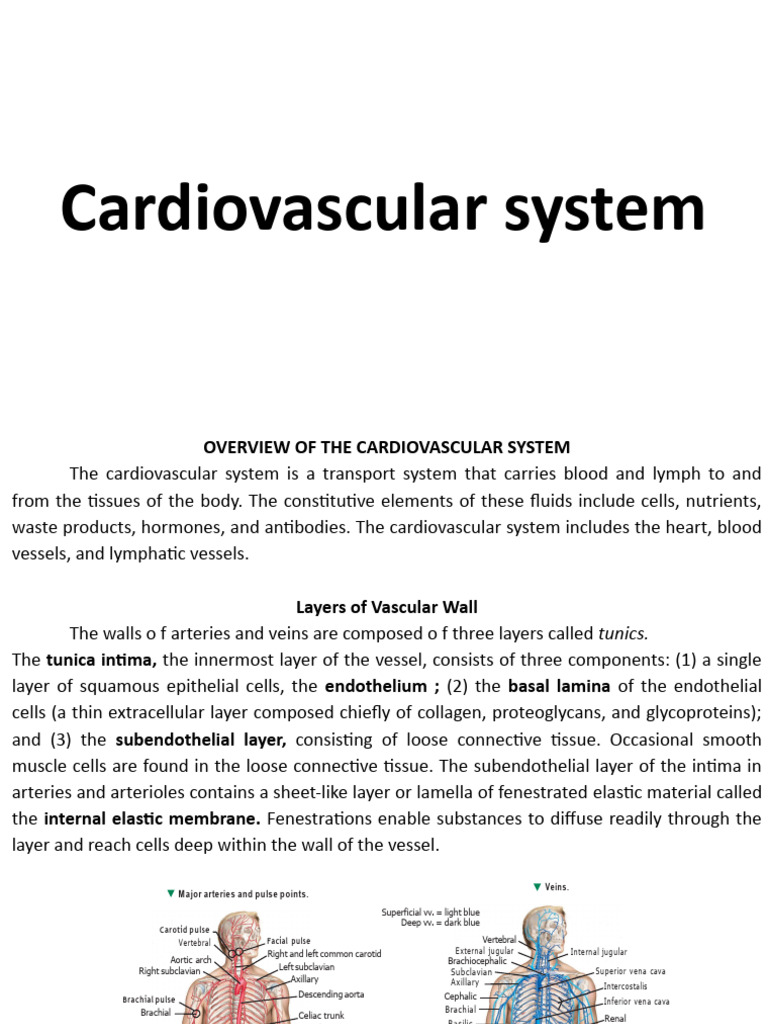 Cardiovascular System | PDF | Artery | Endothelium