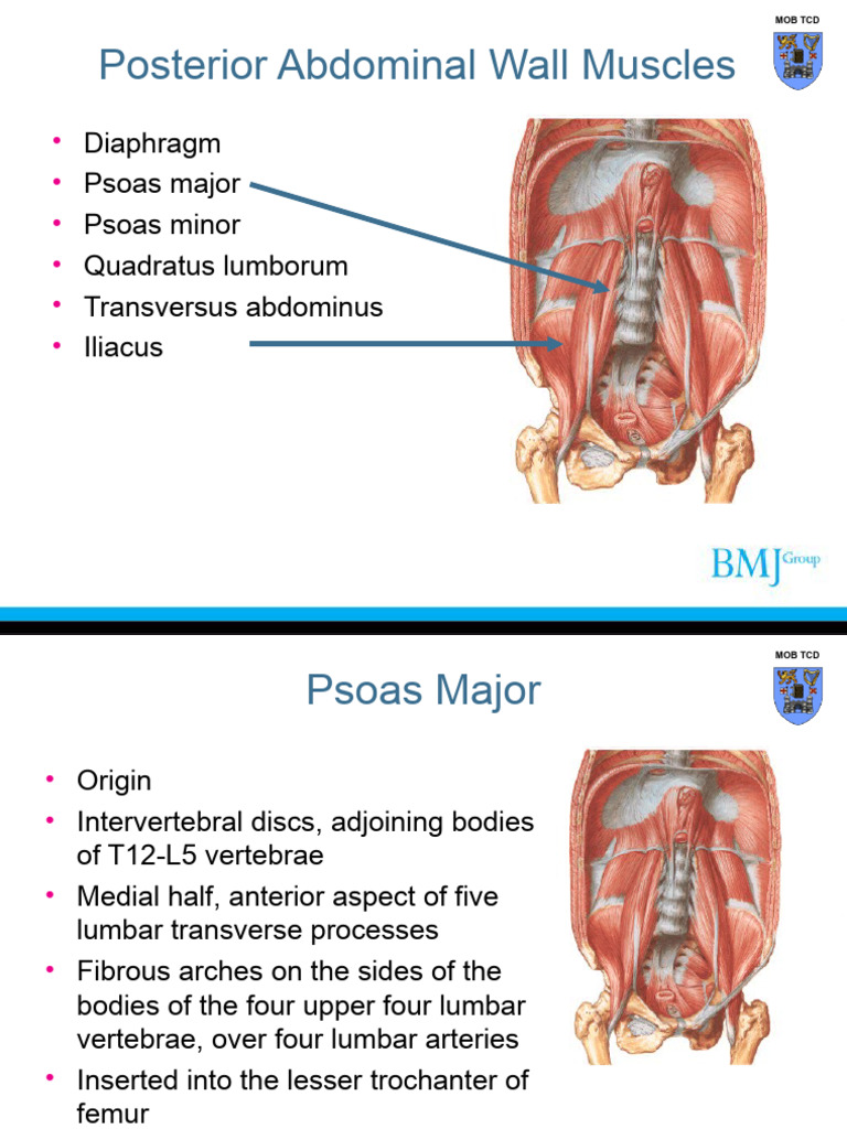 Lection 3.3.17.2. Blood Vessels of Abdomen | PDF | Kidney | Liver