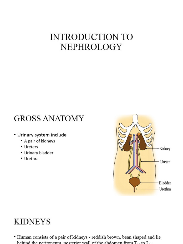 Introduction To Nephrology | PDF | Kidney | Urinary System